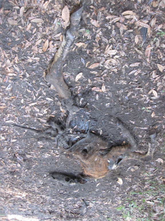 Another dead foal – Wild Cumberland